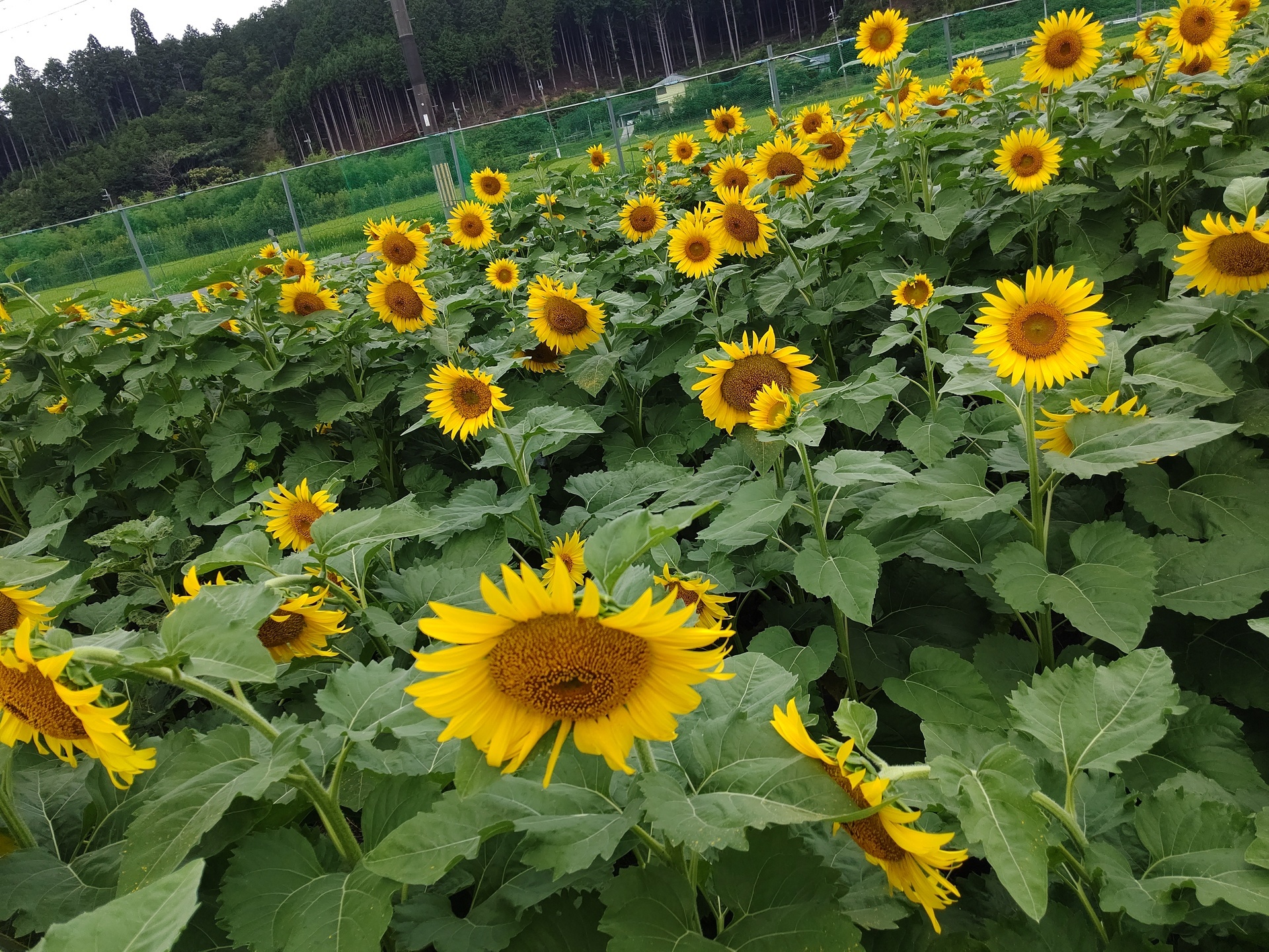 夏って感じを満喫: タニヤンのどうらく